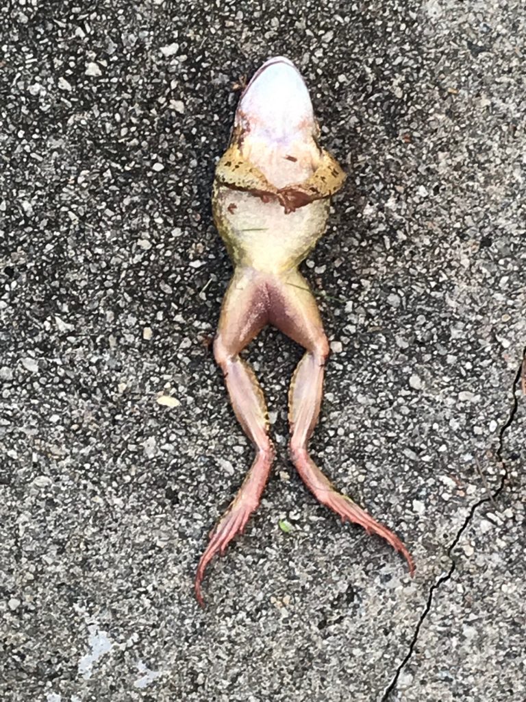 Frog - Doctor & Patient